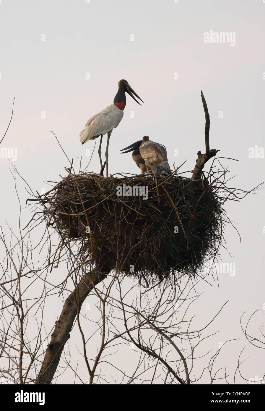 Jabiru Stork, Jabiru mycteria, Adult stork on its nest with chicks ...