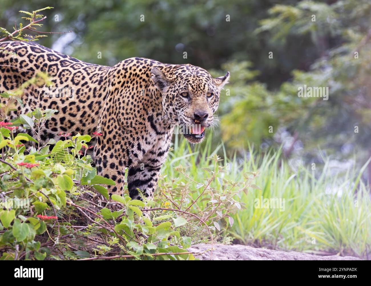 Pantanal Brazil - Jaguar hunting on the river bank; Panthera onca; Pantanal wildlife, Pantanal ...