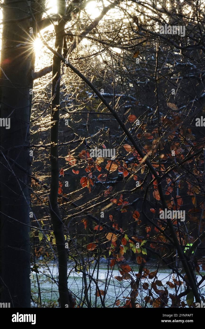 Late autumn, November, Germany, Europe Stock Photo - Alamy