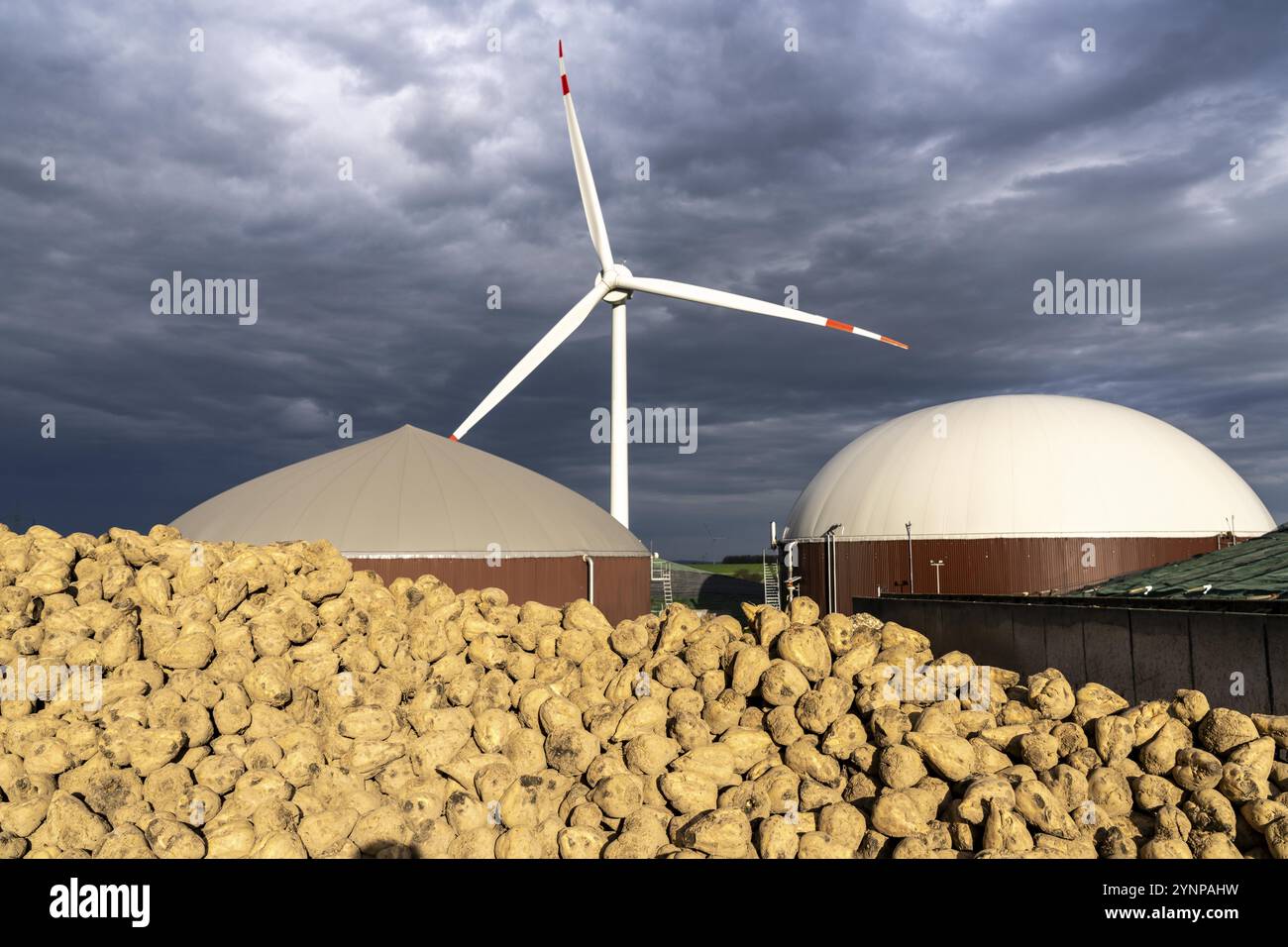 Biogas plant produces gas from various biomass, here the sugar beet ...