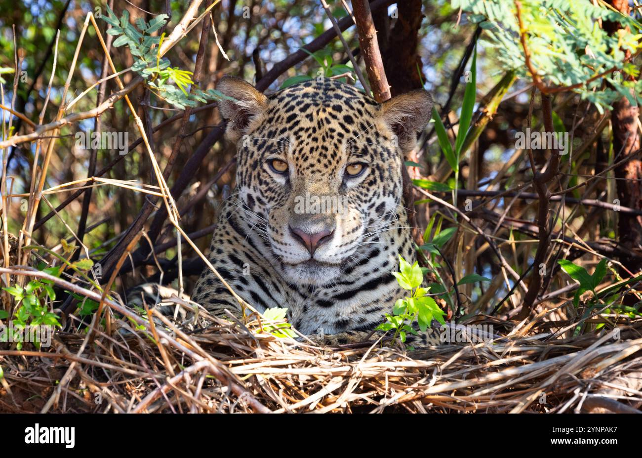Adult female Jaguar animal, Panthera Onca, head and face portrait ...