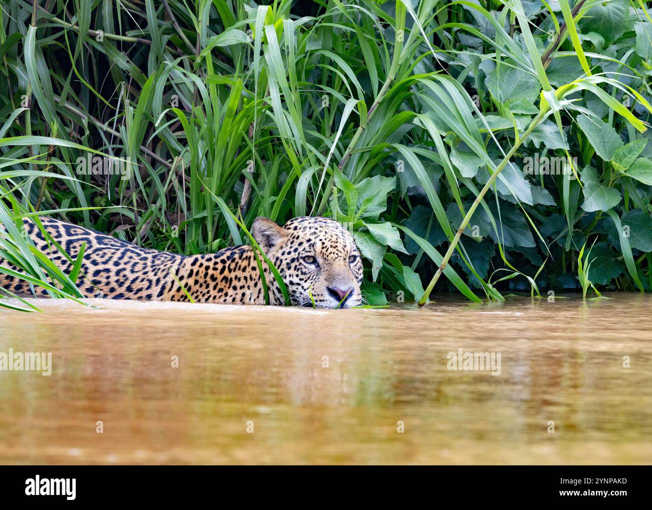 Jaguar animal swimming in river; Panthera Onca, big cat and apex ...