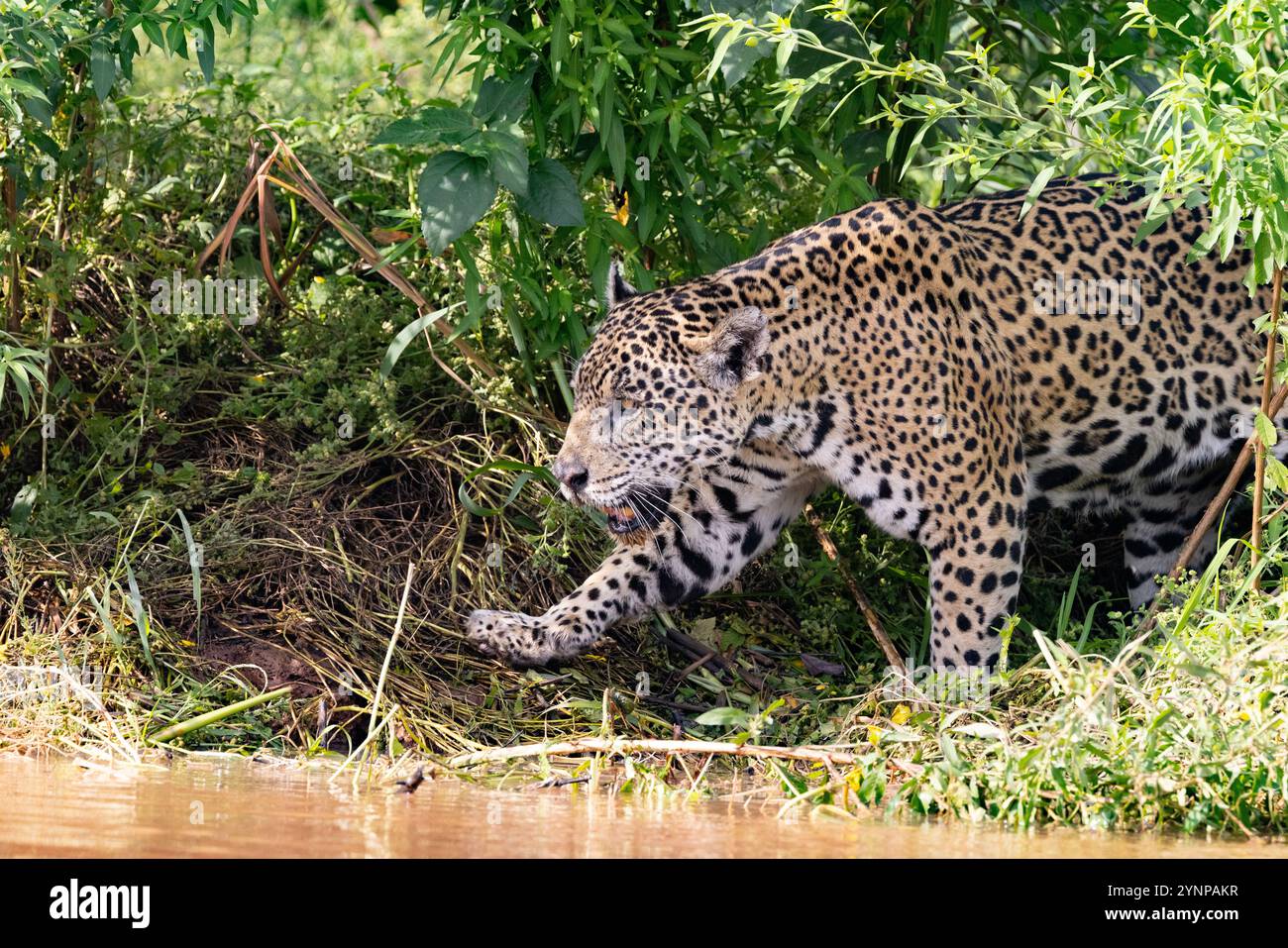 Pantanal Brazil - Jaguar hunting on the river bank; Panthera onca; Pantanal wildlife, Pantanal ...