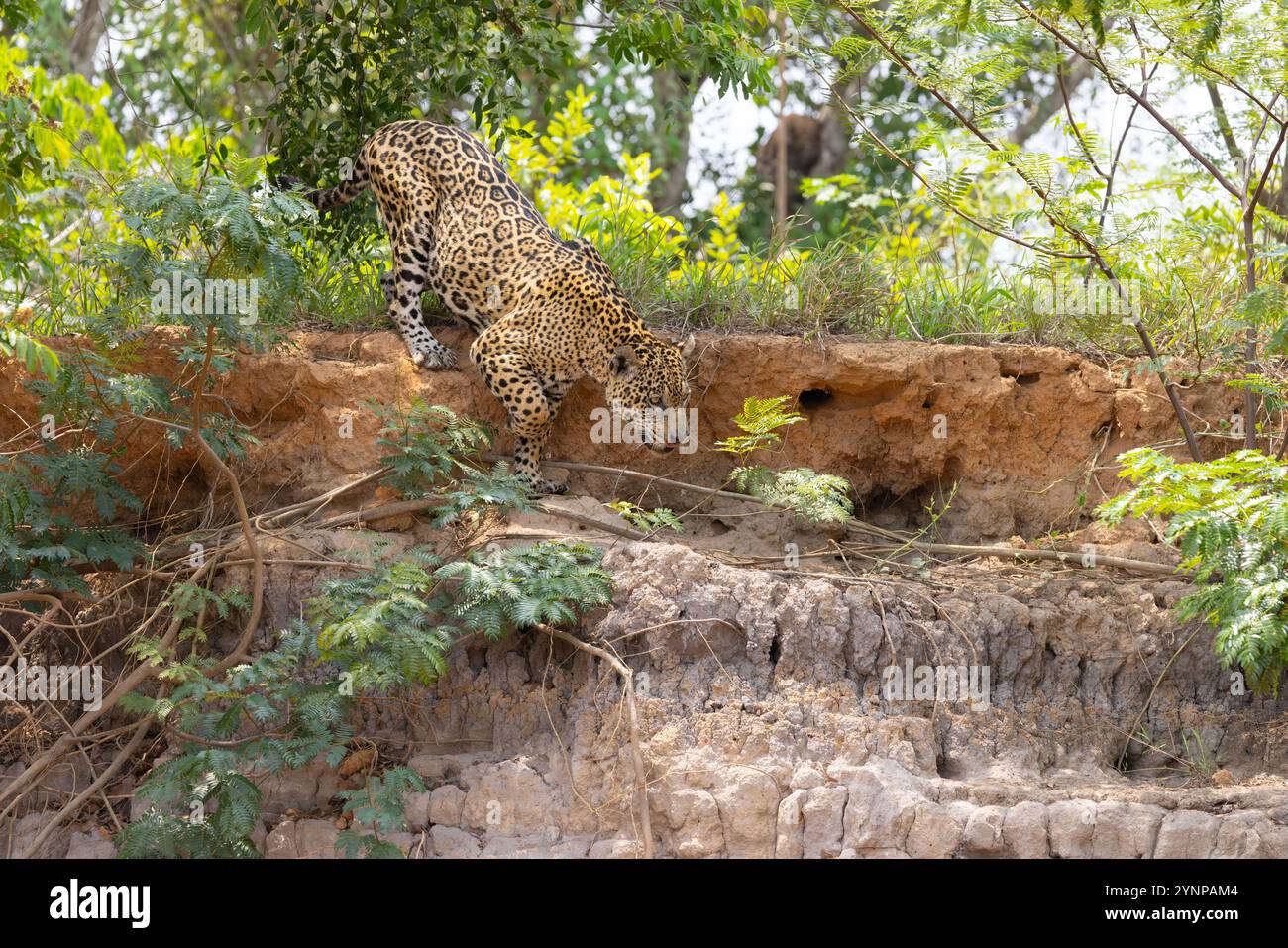 Jaguar animal, Panthera Onca - a wild jaguar hunting on the river bank ...
