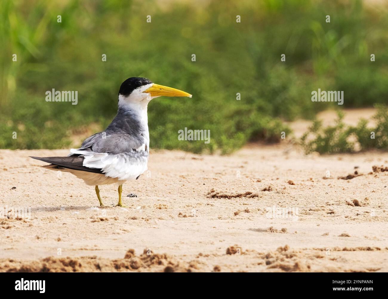 Large Billed Tern, Phaetusa simplex, one adult side view; on the ground, Pantanal bird, Pantanal ...
