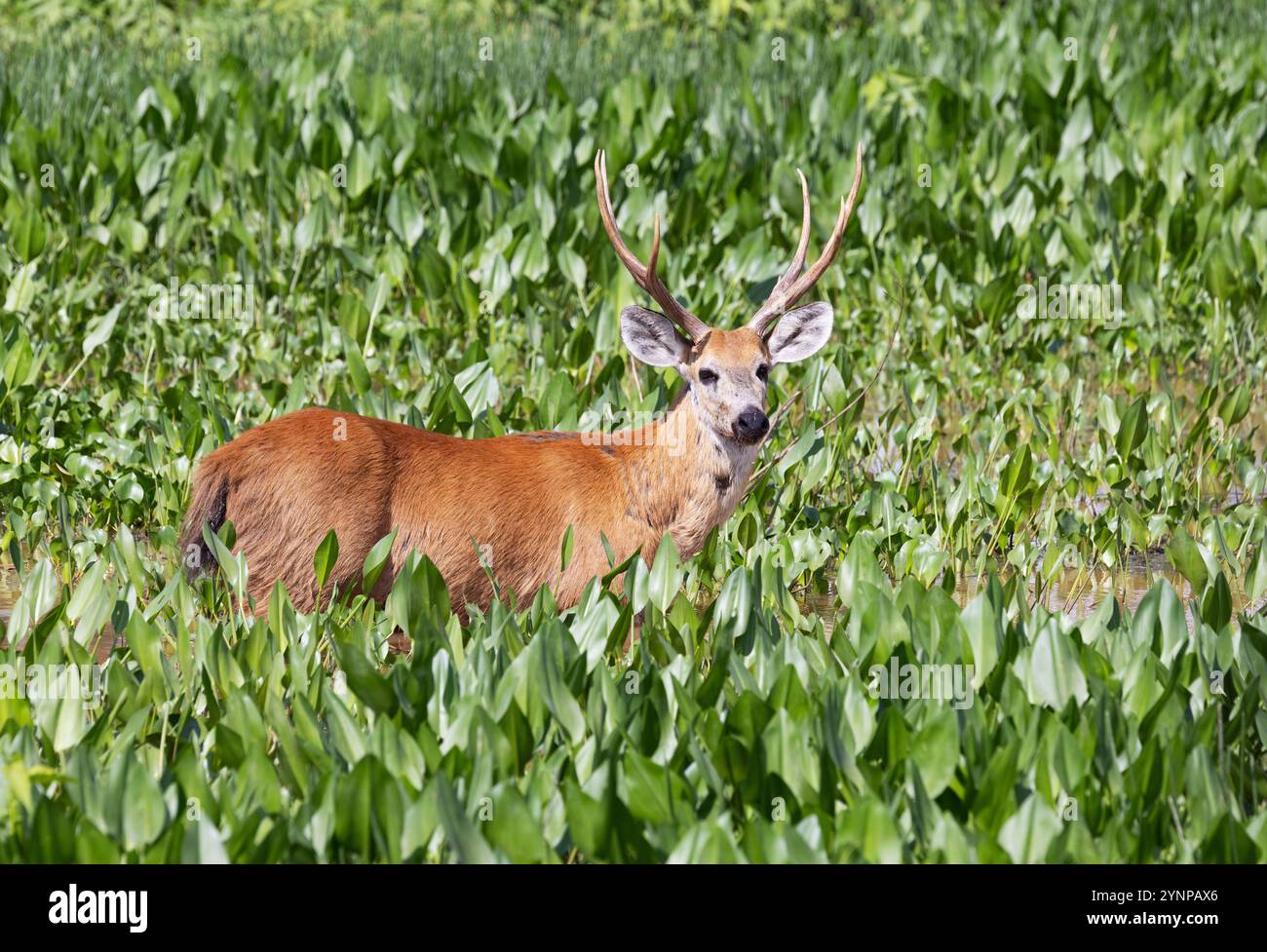 Wild adult male Marsh Deer, Blastocerus dichotomus, in vegetation ...