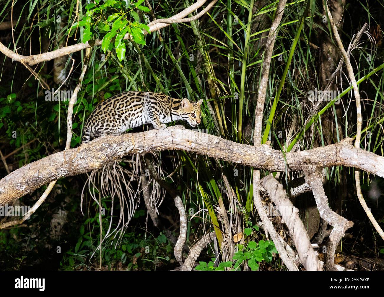 Wild adult male Ocelot, Leopardus pardalis, medium sized wild cat, side ...