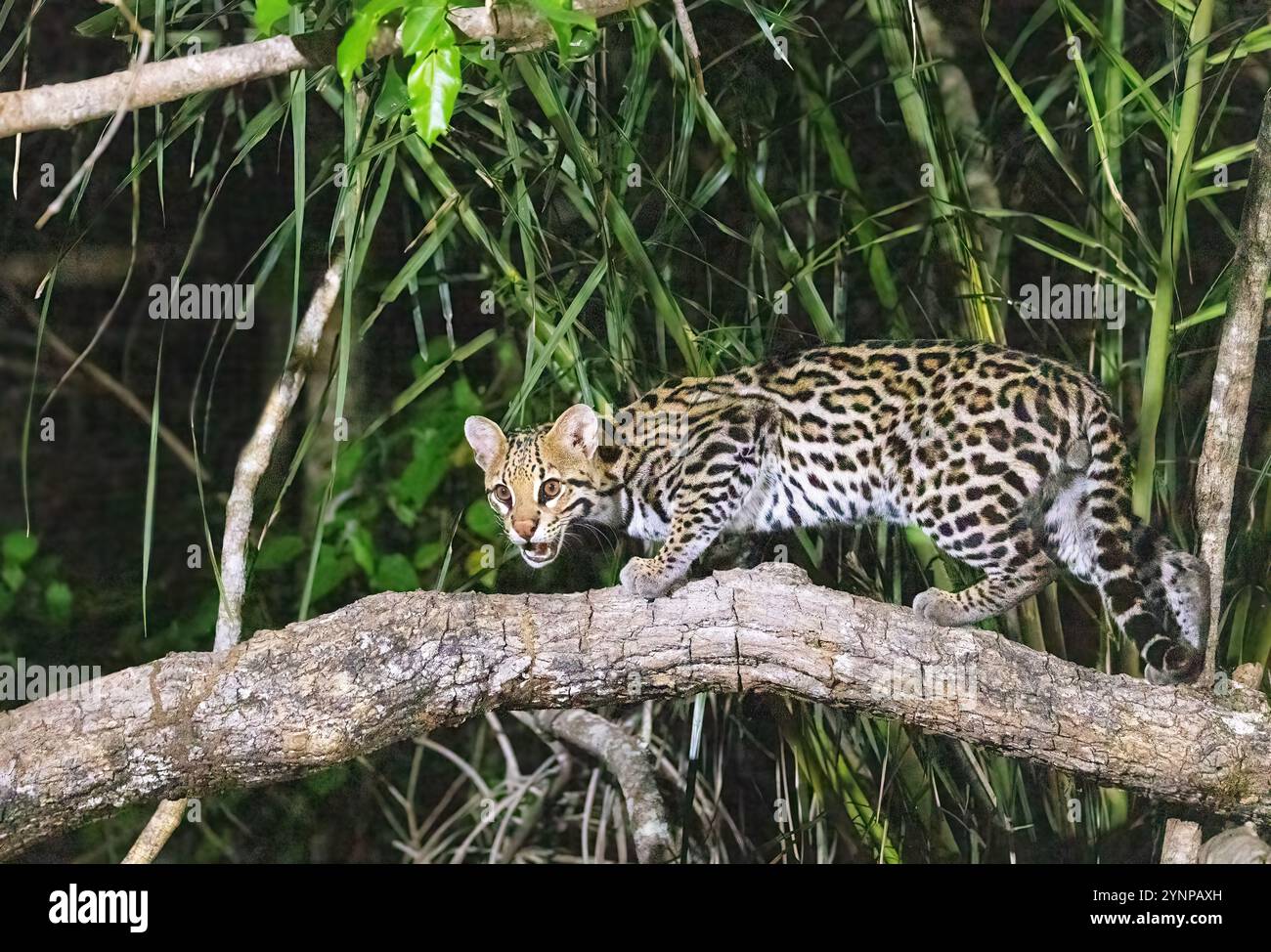 Wild adult male Ocelot, Leopardus pardalis, medium sized wild cat, side ...
