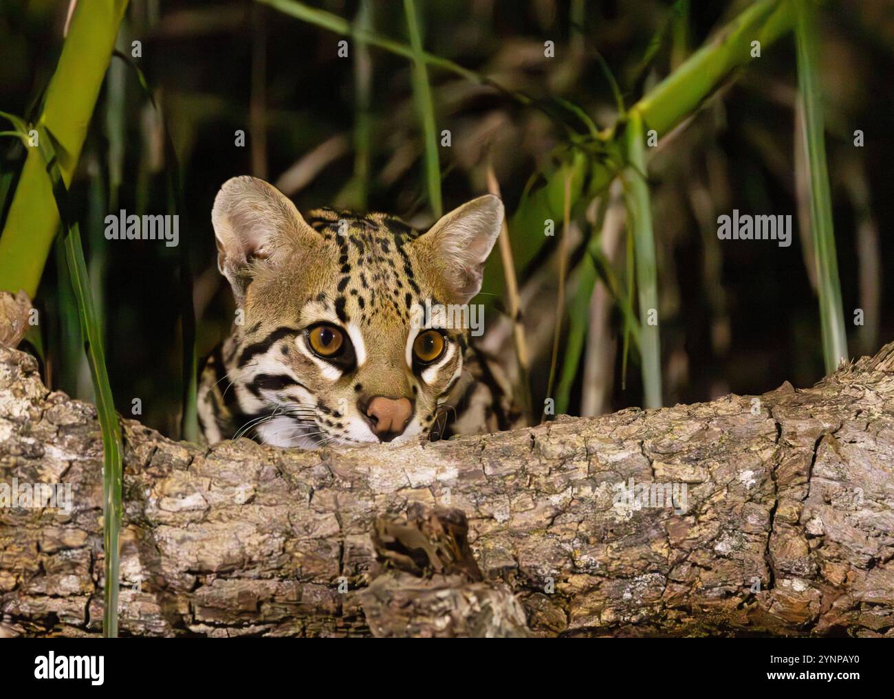An adult Ocelot, Leopardus pardalis, hunting at night, close up ...