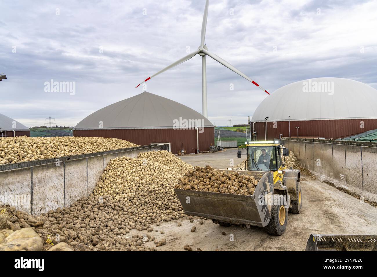 Biogas plant produces gas from various biomass, here the sugar beet ...