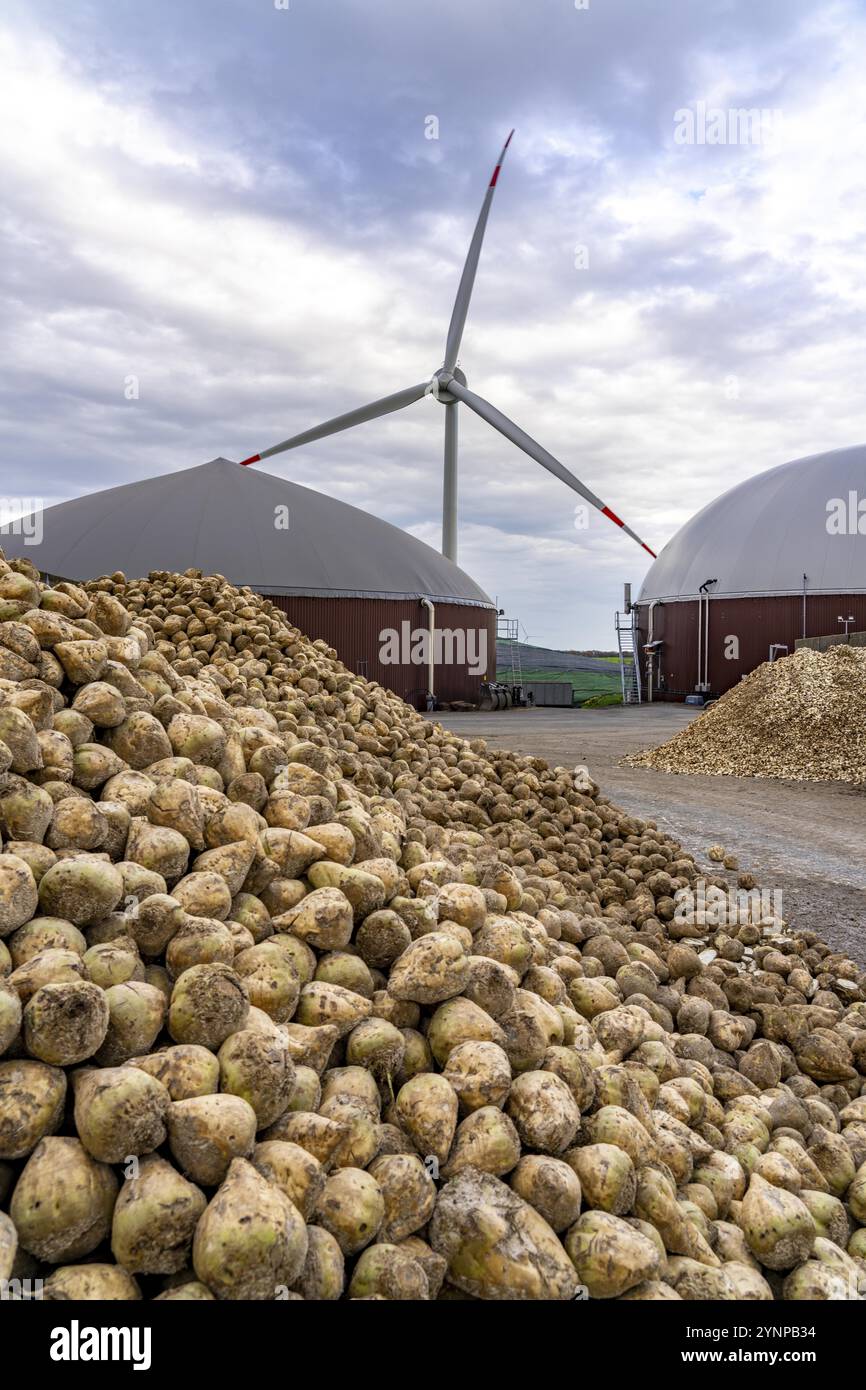 Biogas plant produces gas from various biomass, here the sugar beet storage, the electricity is ...