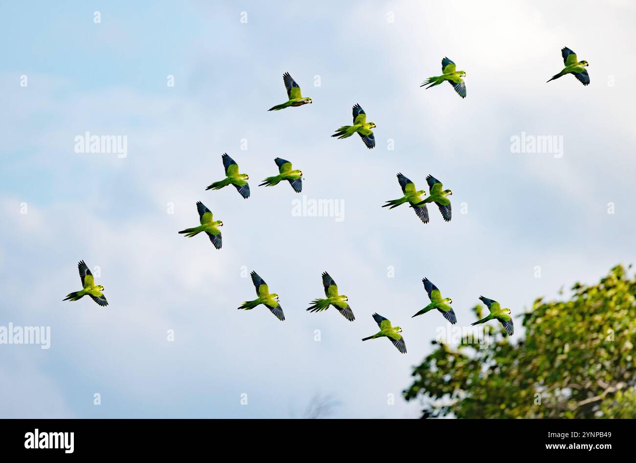 A flock of 15 colourful parakeets flying wild overhead in the forest ...