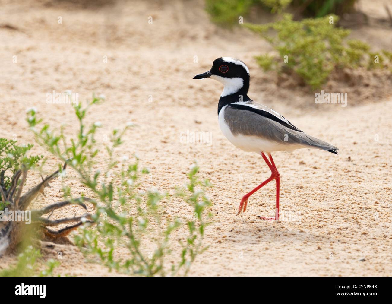 Pied lapwing, Hoploxypterus cayanus; one adult bird on the ground ...