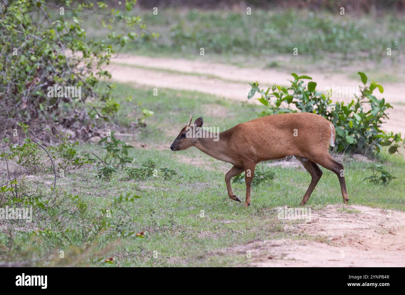 red brocket deer, Mazama americana, a medium sized South American deer ...