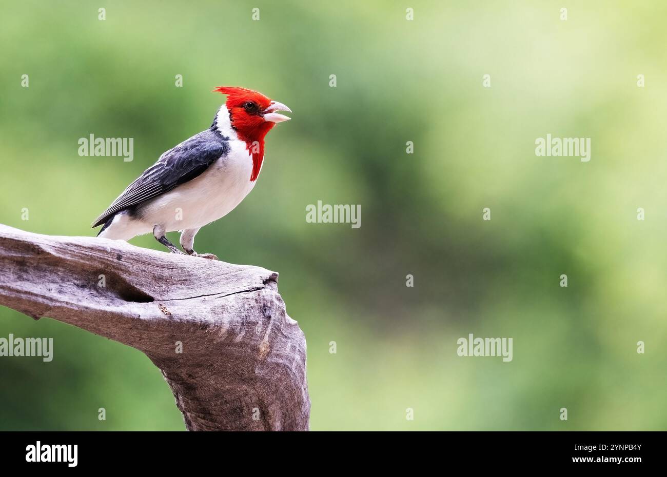 Red-crested cardinal, Paroaria coronata; one adult bird, side view ...