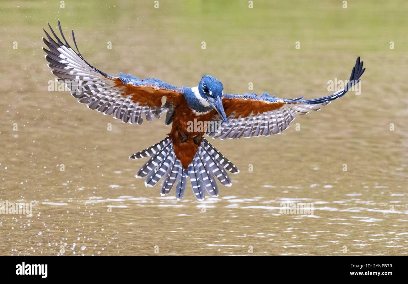 Ringed Kingfisher flying, Megaceryle torquata, one adult female bird ...