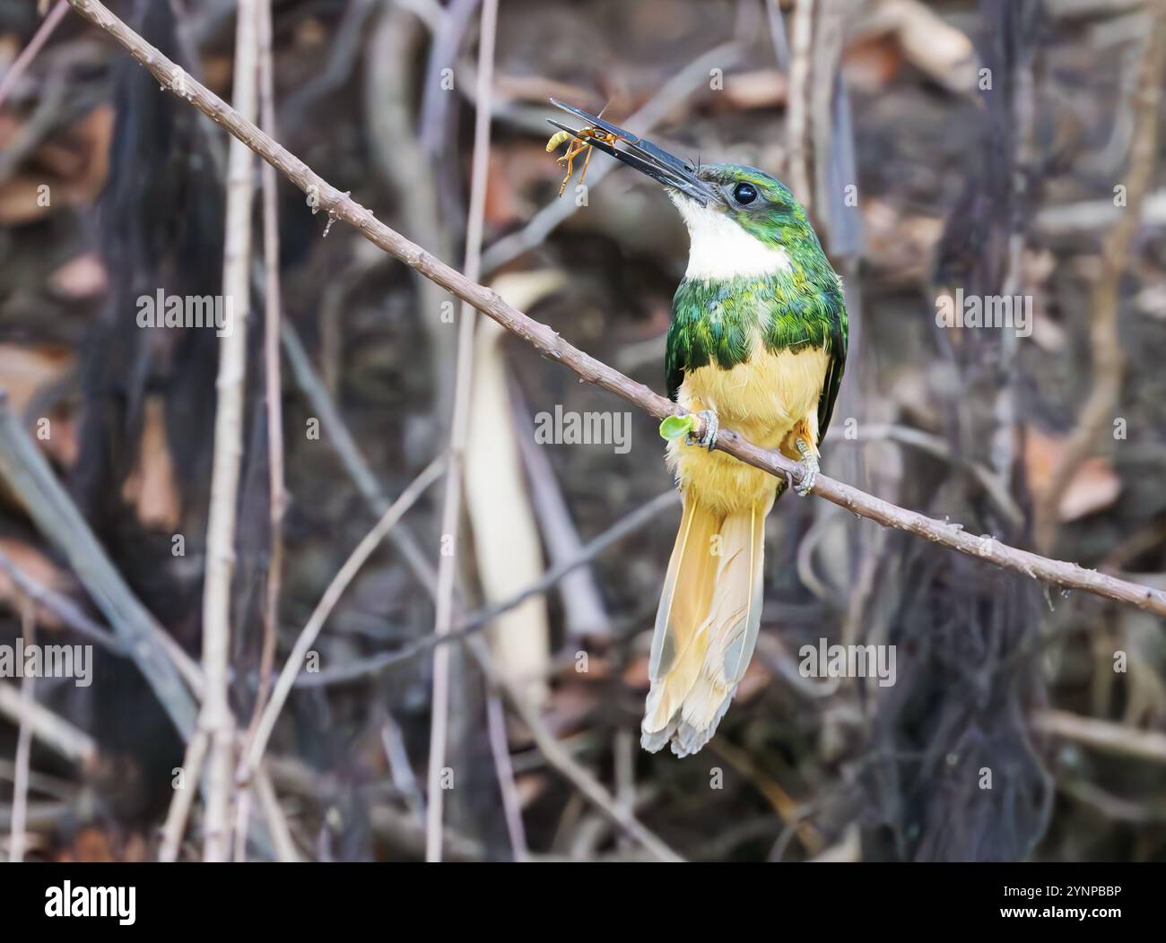 Rufous Tailed Jacamar, Galbula ruficauda, adult male bird, catching ...