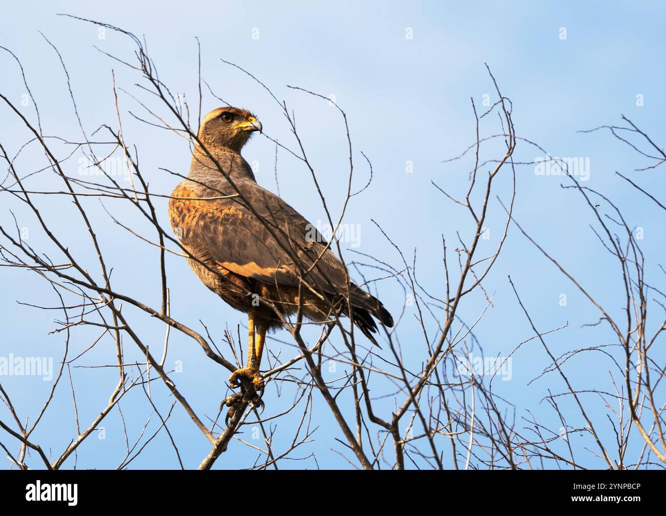 Savannah Hawk, Buteogallus meridionalis, a large south American bird of ...
