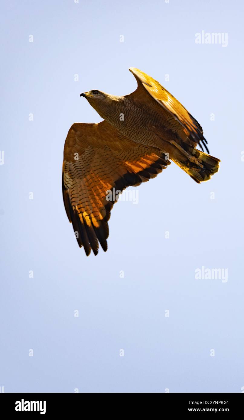 Savannah Hawk, Buteogallus meridionalis, a large south American bird of ...