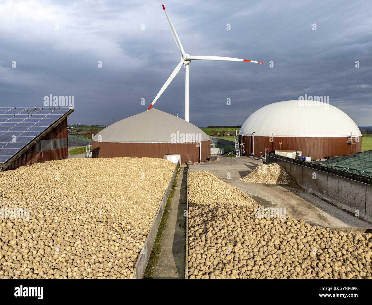 Biogas plant produces gas from various biomass, here the sugar beet ...