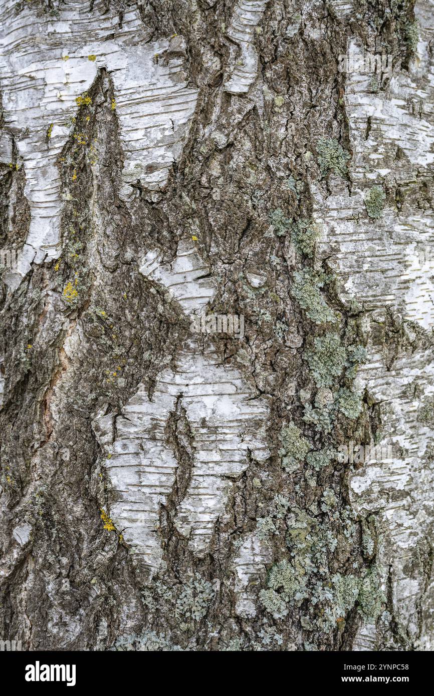 Tree bark, bark of a birch (Betula), full size, Germany, Europe Stock ...