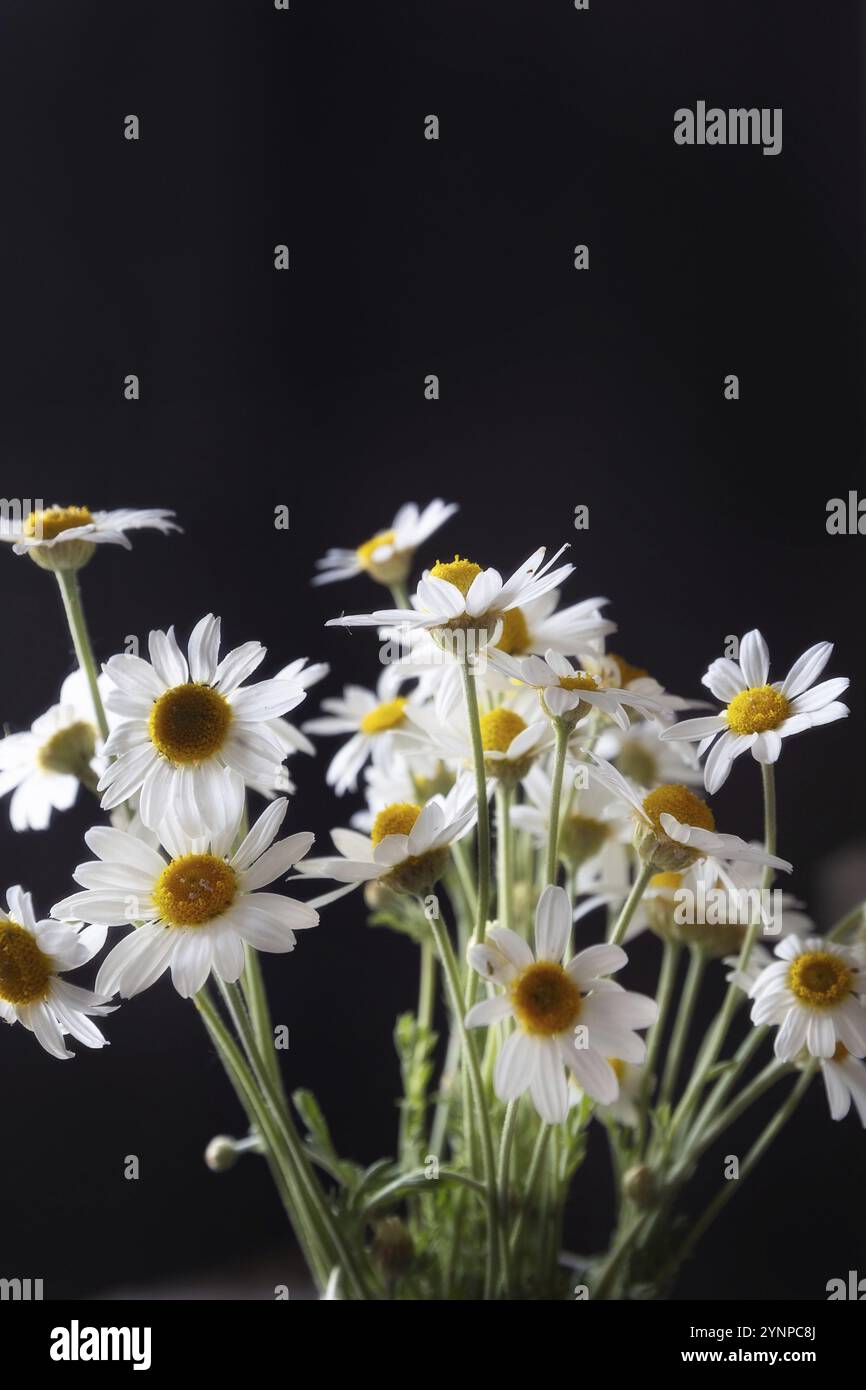 White matricaria flowers on hi-res stock photography and images - Alamy