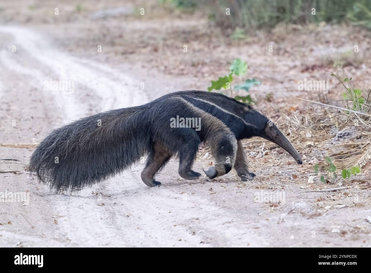 Giant anteater (Myrmecophaga tridactyla), at dusk, in front of sunrise ...