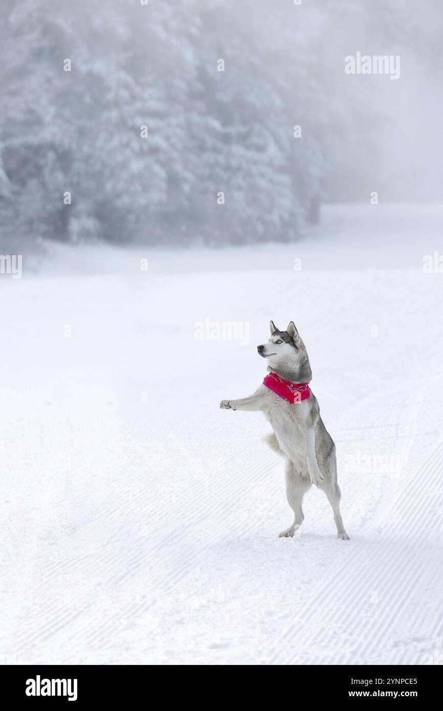 Photo portrait of husky sled dog with red scarf jumping rising paws ...