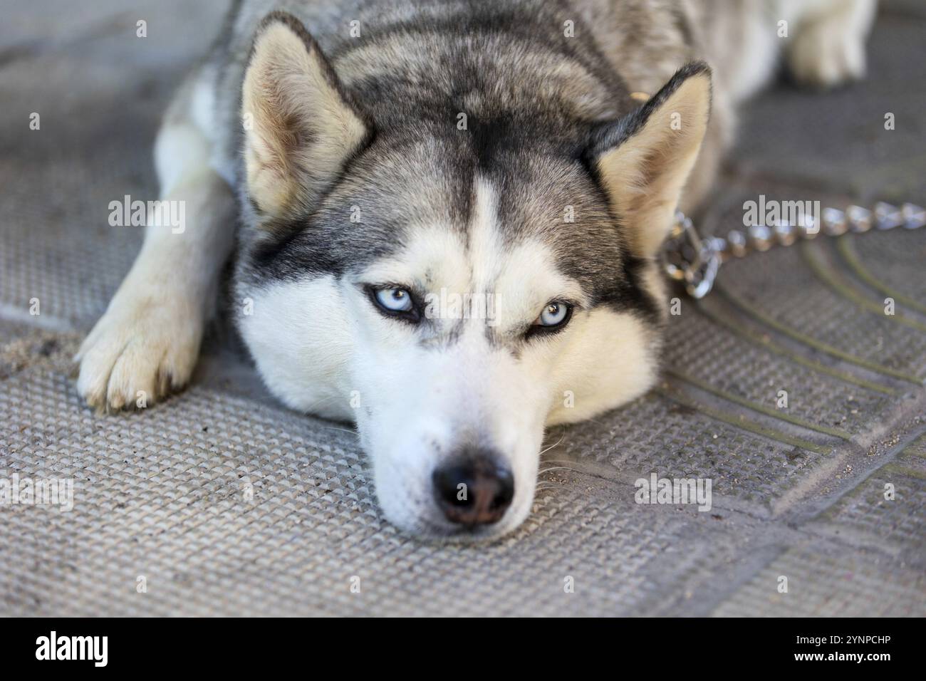 Purebred Siberian Husky dog lying down head portrait, close-up Stock Photo - Alamy