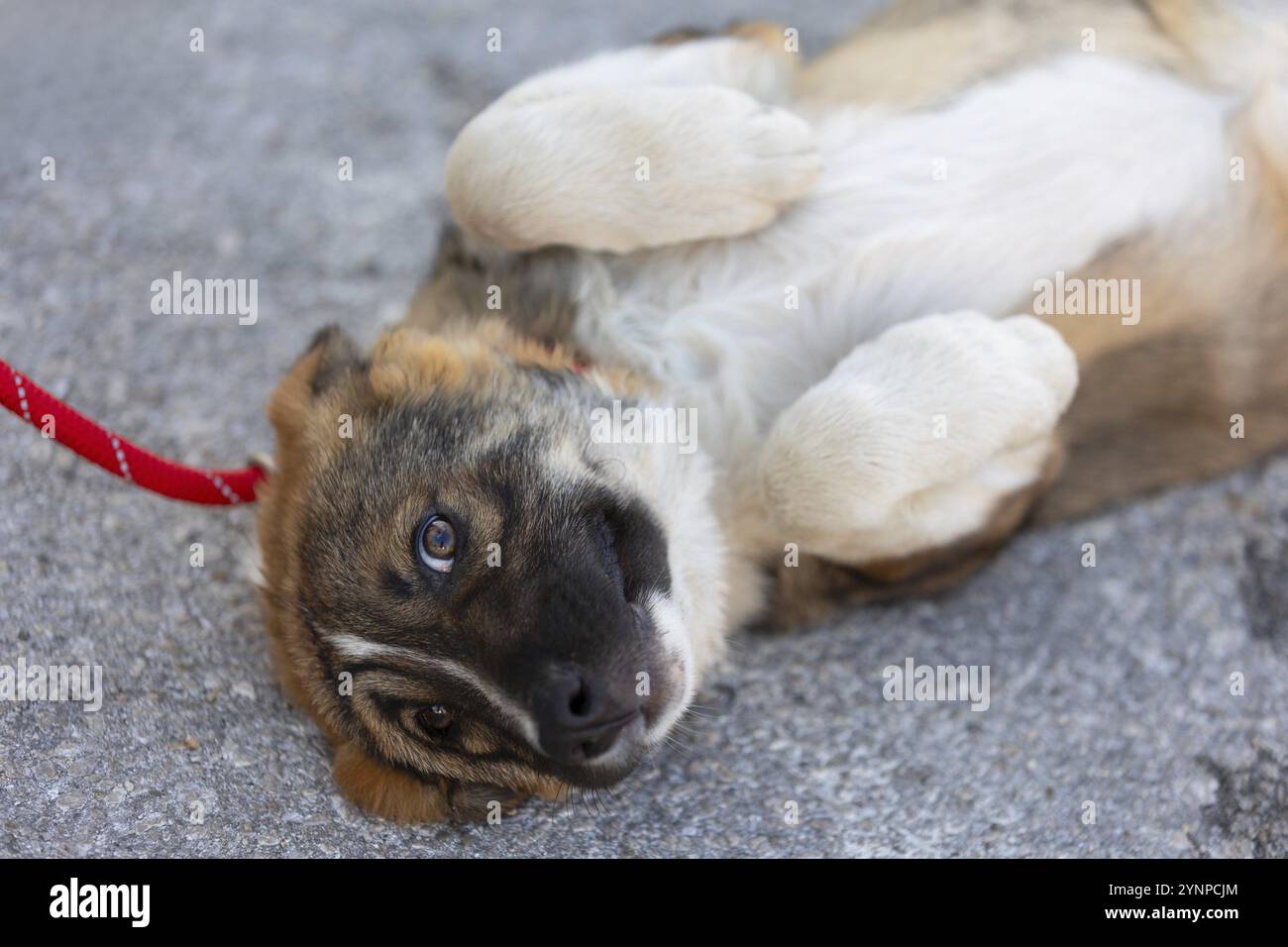 Brown and white mixed-breed mutt puppy lying on back, top view Stock ...