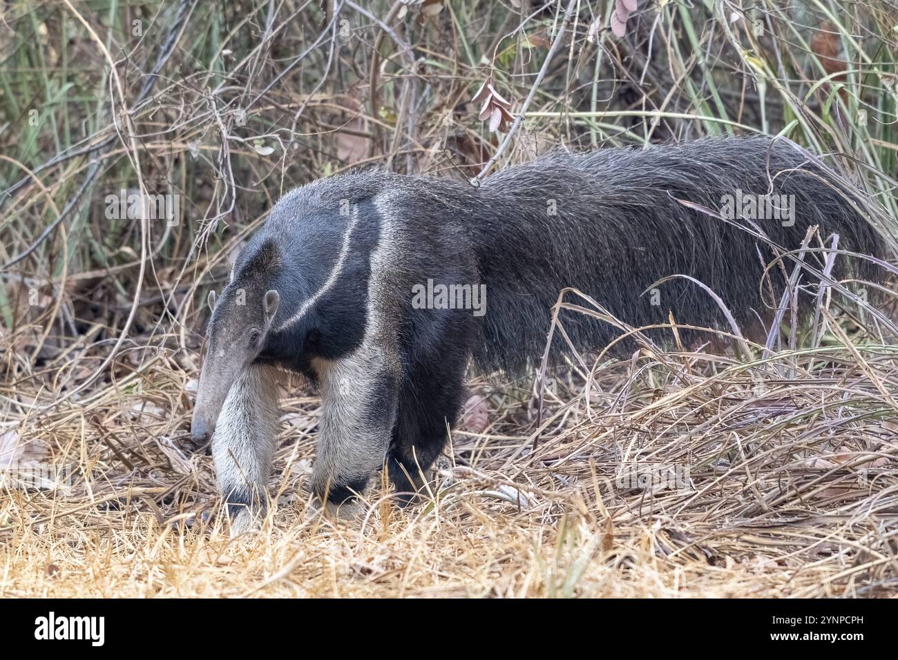 Giant anteater (Myrmecophaga tridactyla), at dusk, in front of sunrise ...