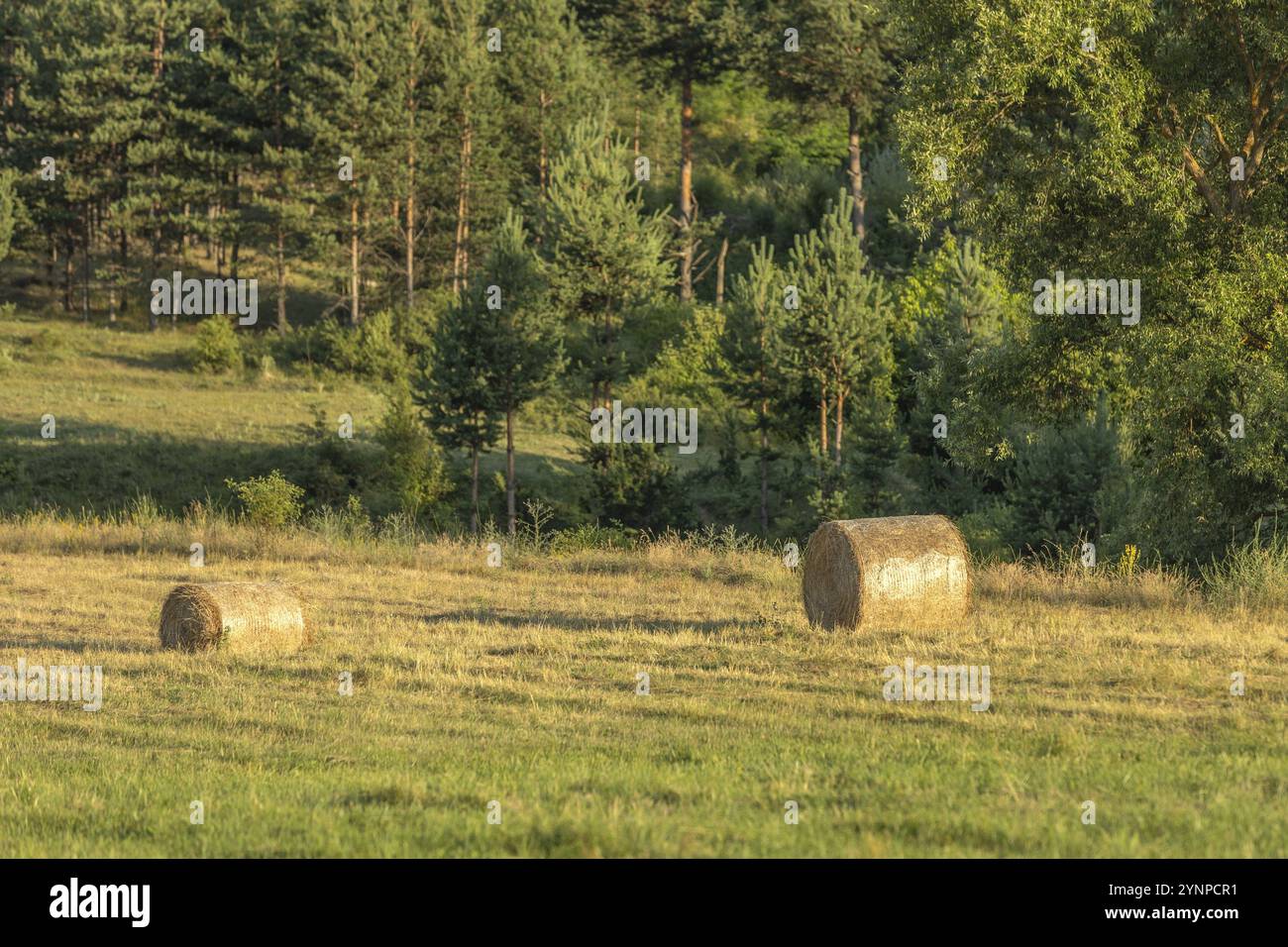 Field with rolls of hay, rural landscape with the forest Stock Photo ...