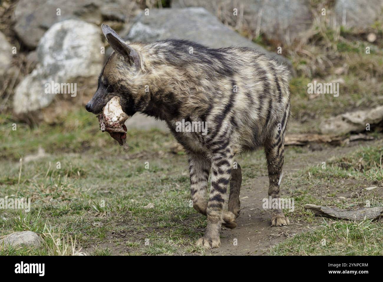 A wounded hyena. Striped hyena (Hyaena hyaena sultana Stock Photo - Alamy