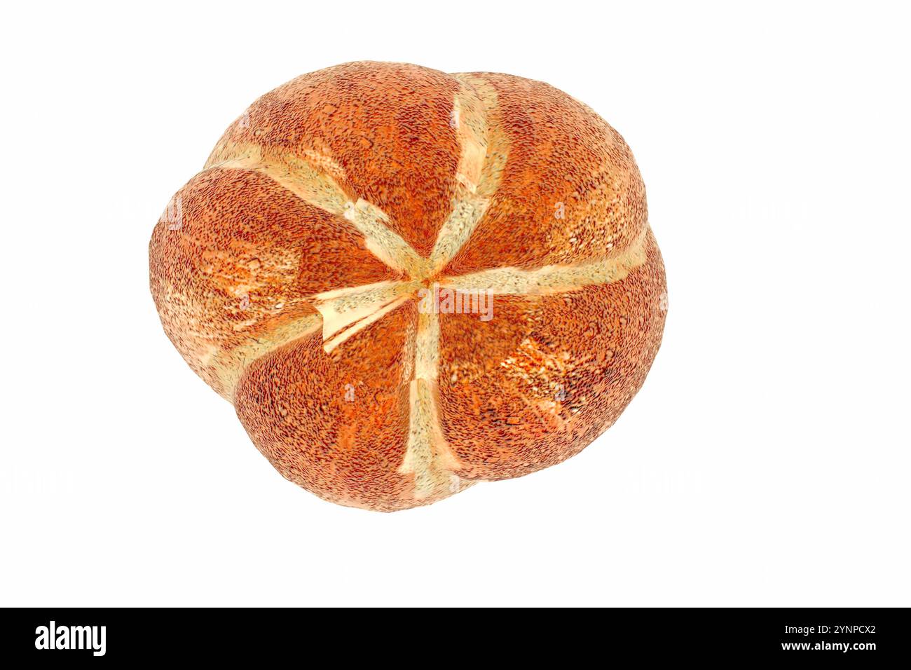 Sandwich bread vector Cut Out Stock Images & Pictures - Alamy