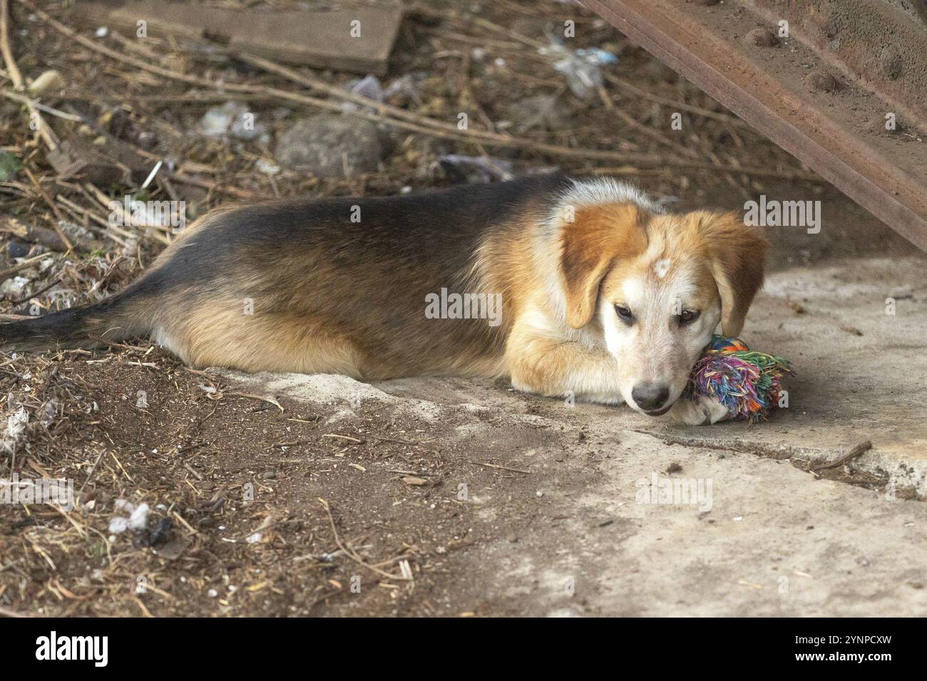Red mutt puppy lying down outdoor. Mix Breed street dog Stock Photo - Alamy