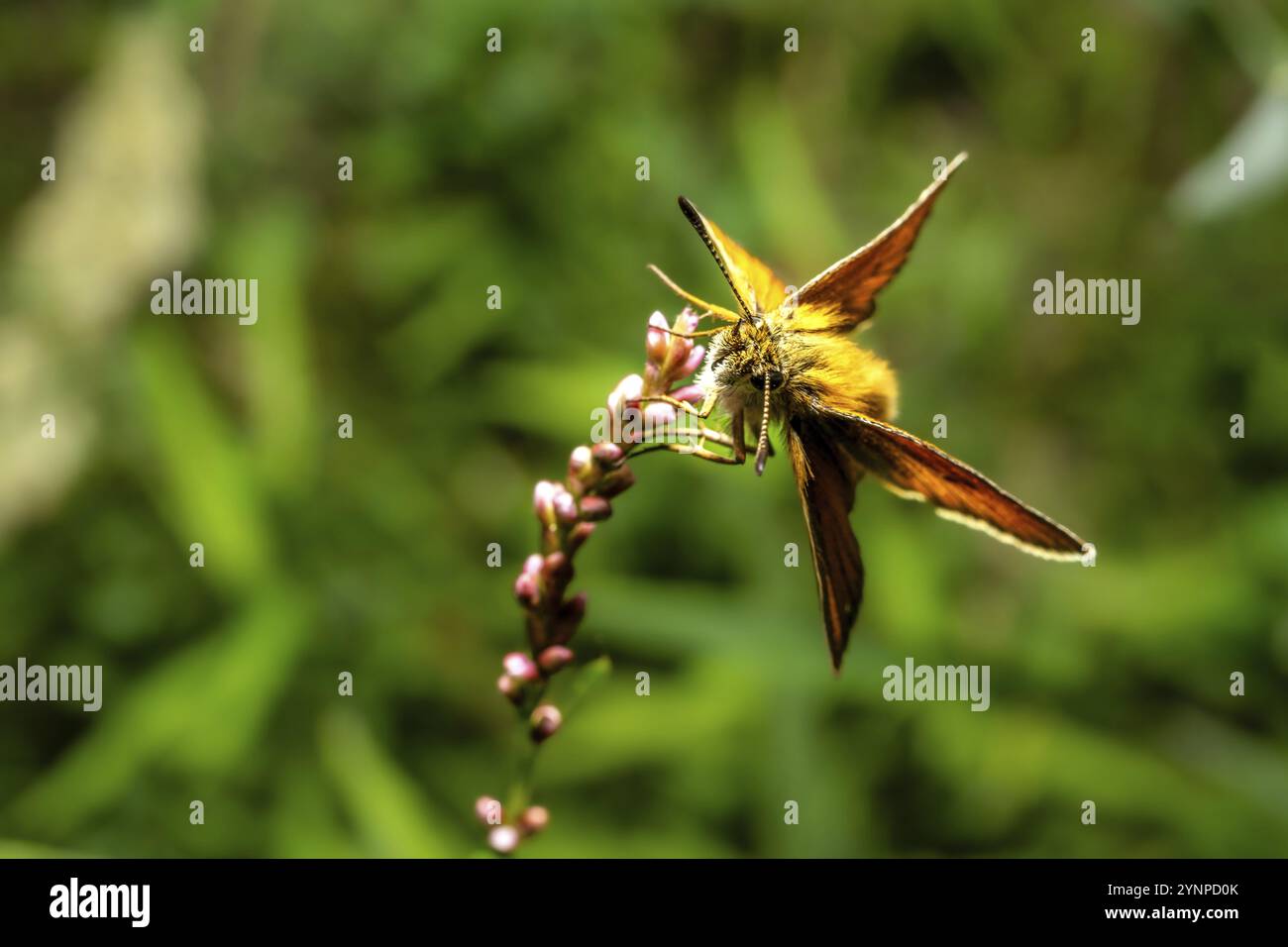A macro of a thick-headed butterfly in the forest Stock Photo - Alamy
