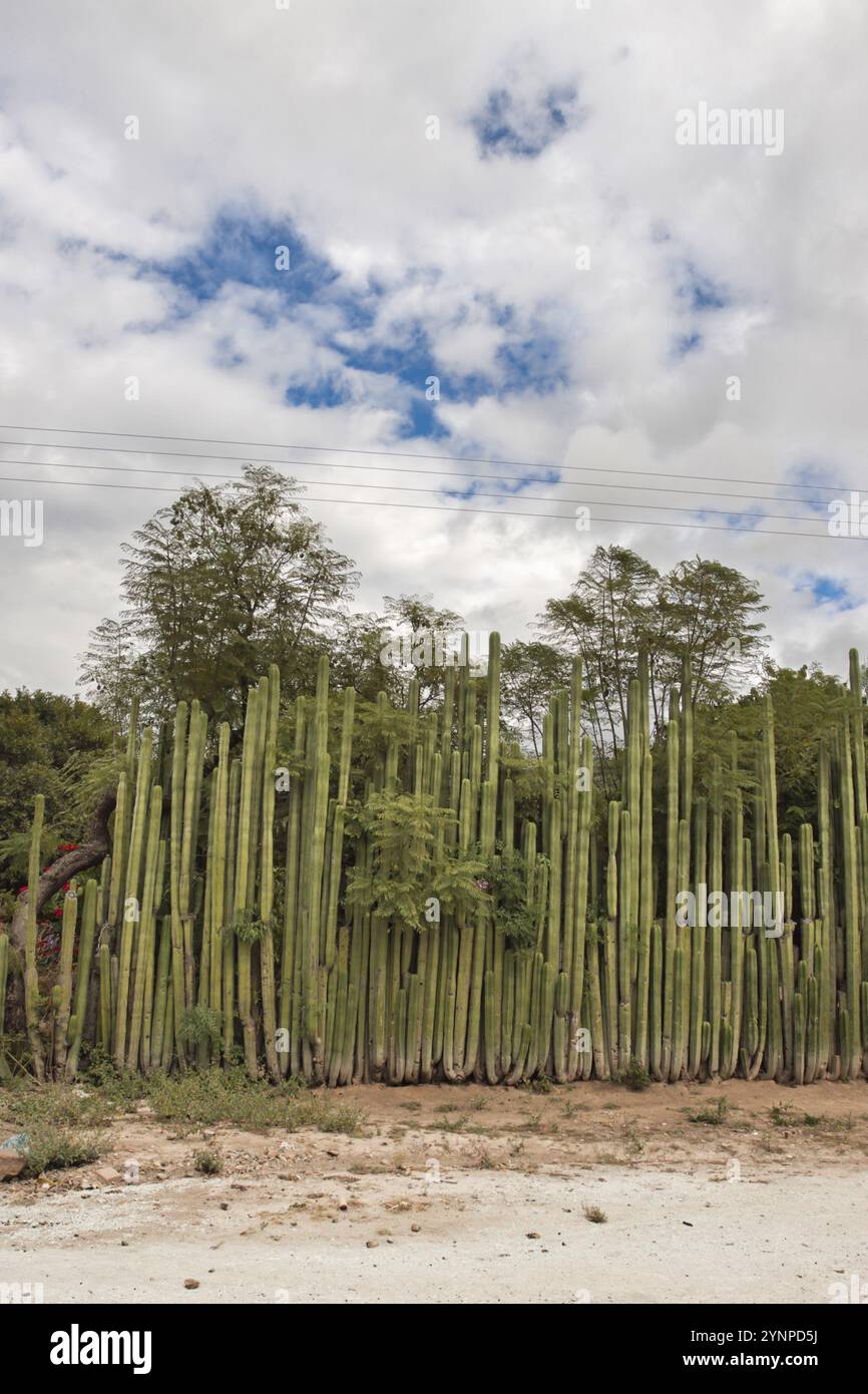 Wall of pipe organ and prickly pear cactus. Mitla, Oaxaca. Mexico Stock ...