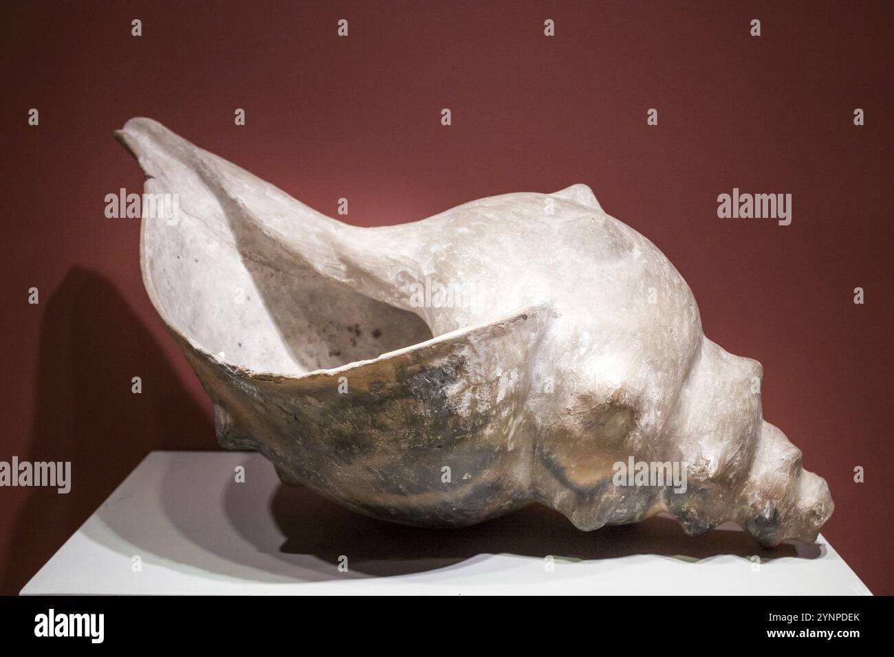 Big prehistoric conch on coloured background. Guadalajara, Jalisco ...