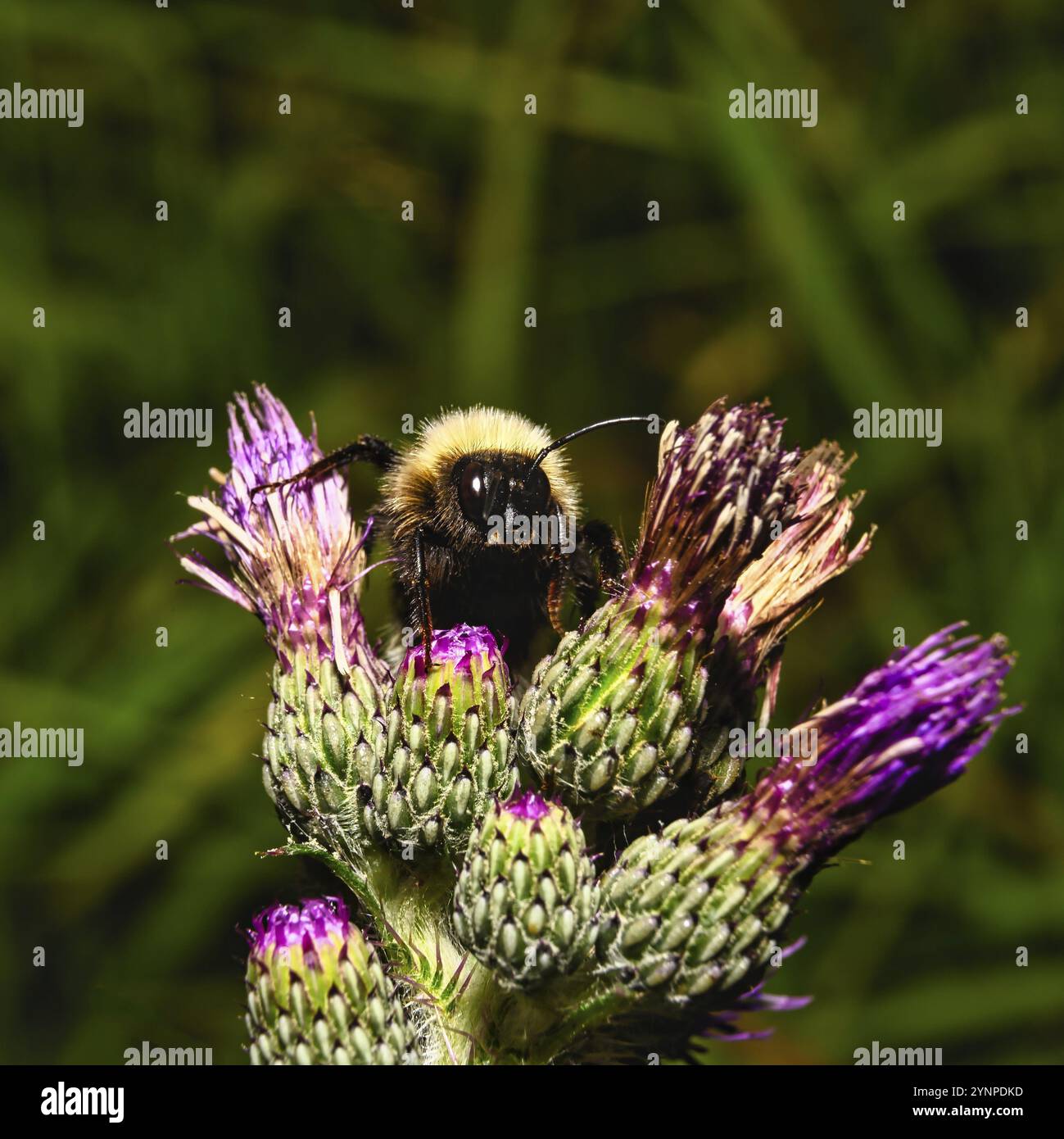 Bumblebee view hi-res stock photography and images - Alamy
