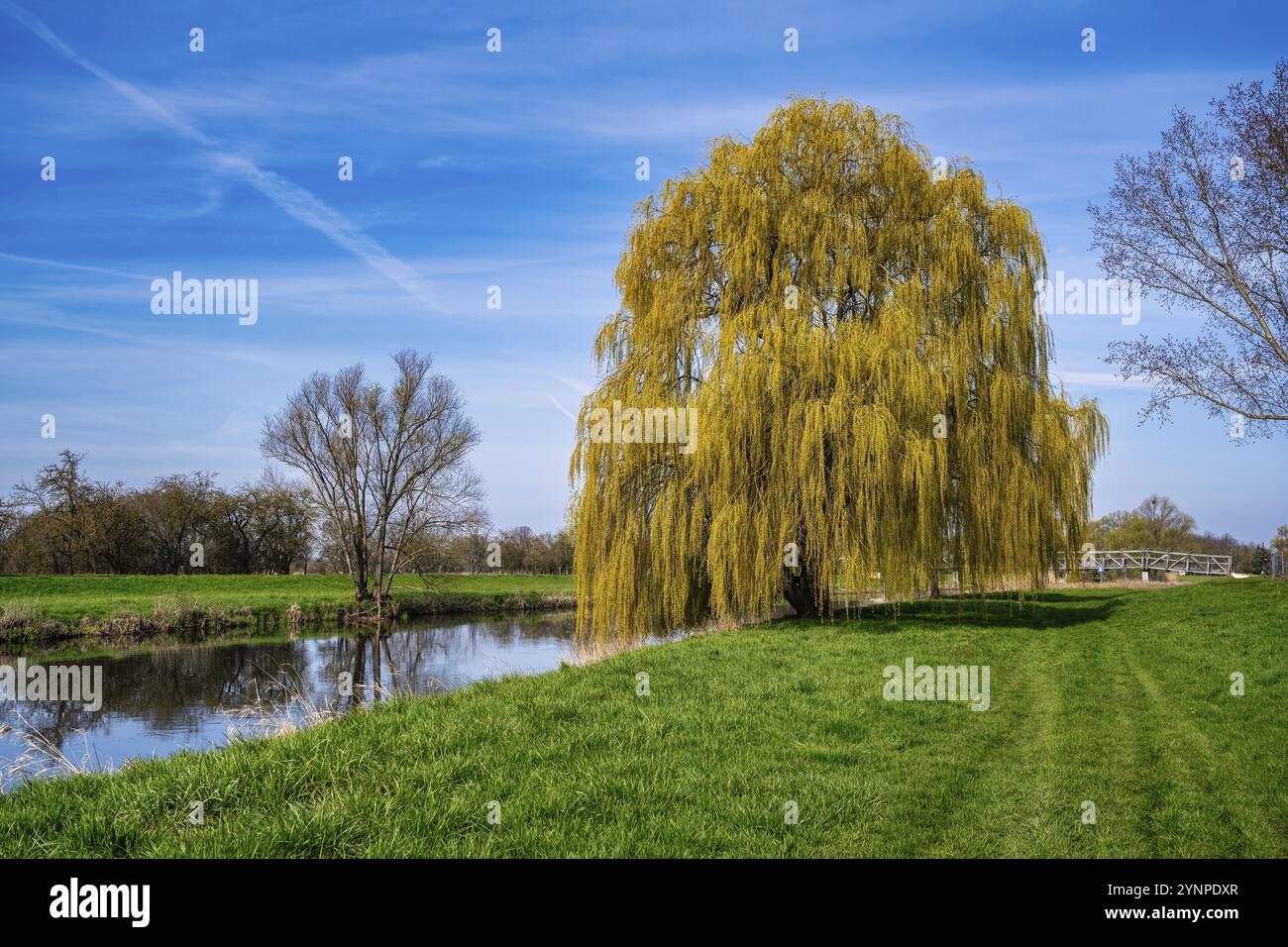 Beautiful spring willow salix hi-res stock photography and images - Alamy