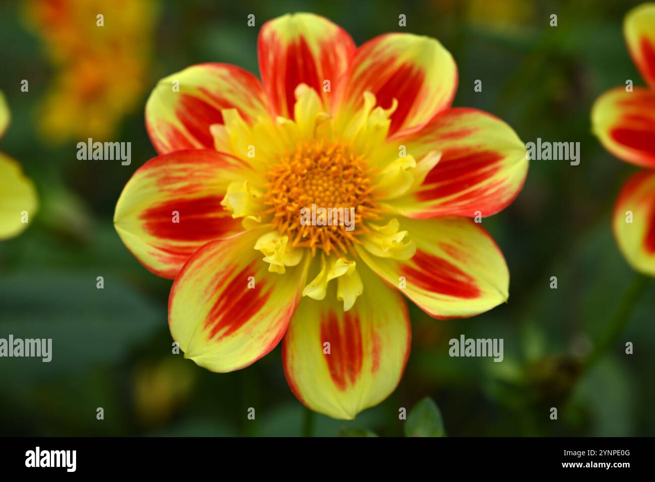 Red and yellow autumn flower of collarette dahlia Pooh UK garden ...