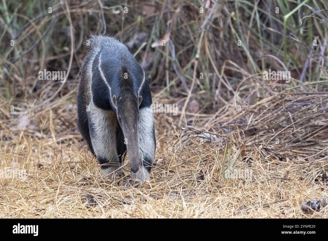 Giant anteater (Myrmecophaga tridactyla), at dusk, in front of sunrise ...