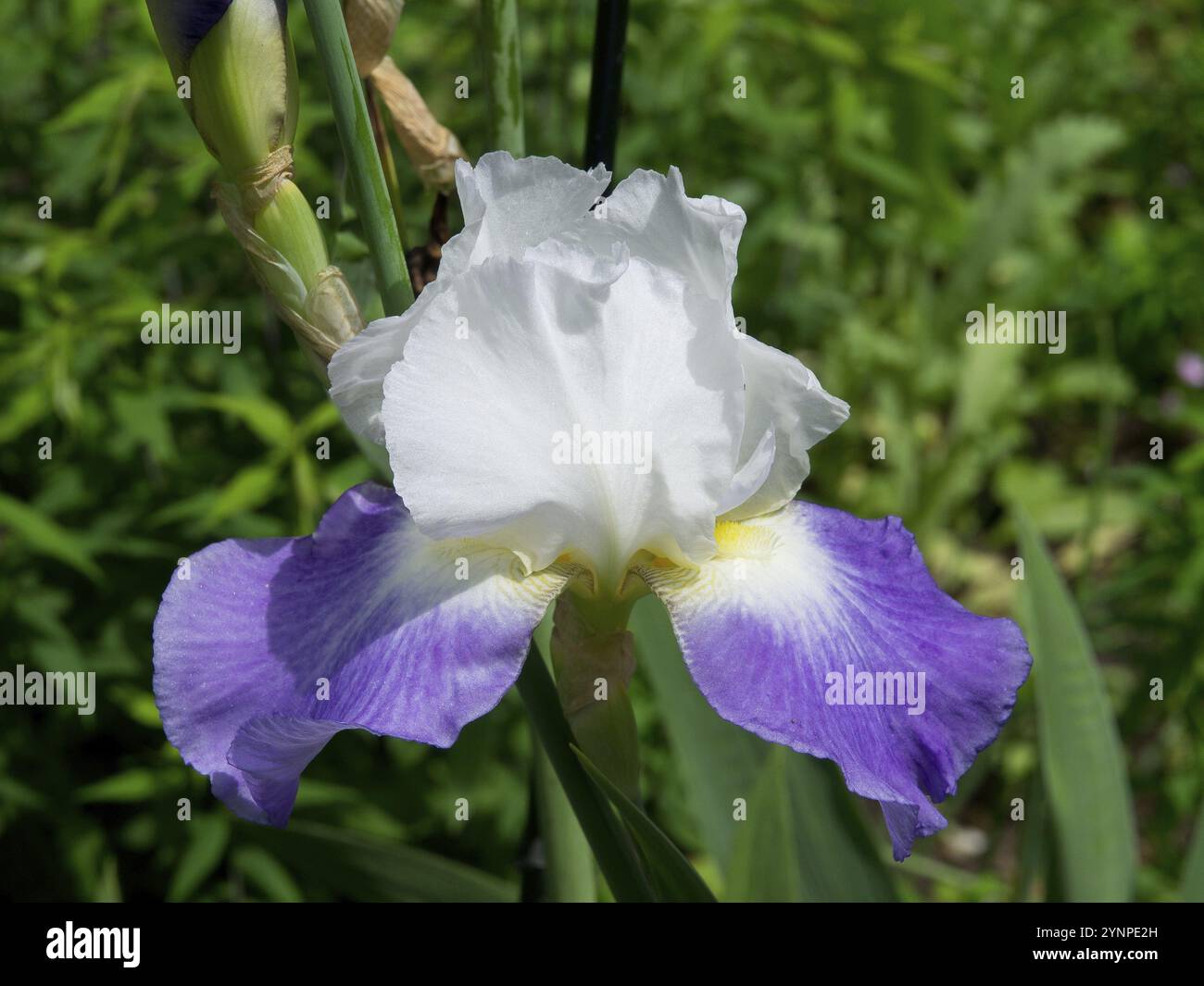 Close-up of a white and purple iris with detailed flowers, madeira ...