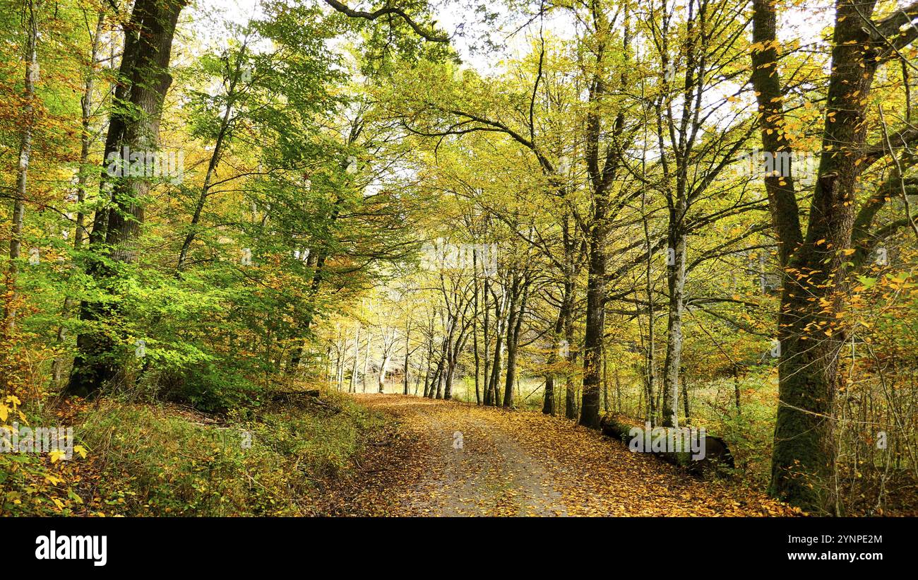 Wonderful forest trail in the Schoenbuch nature park Park in glorious autumn weather Stock Photo ...