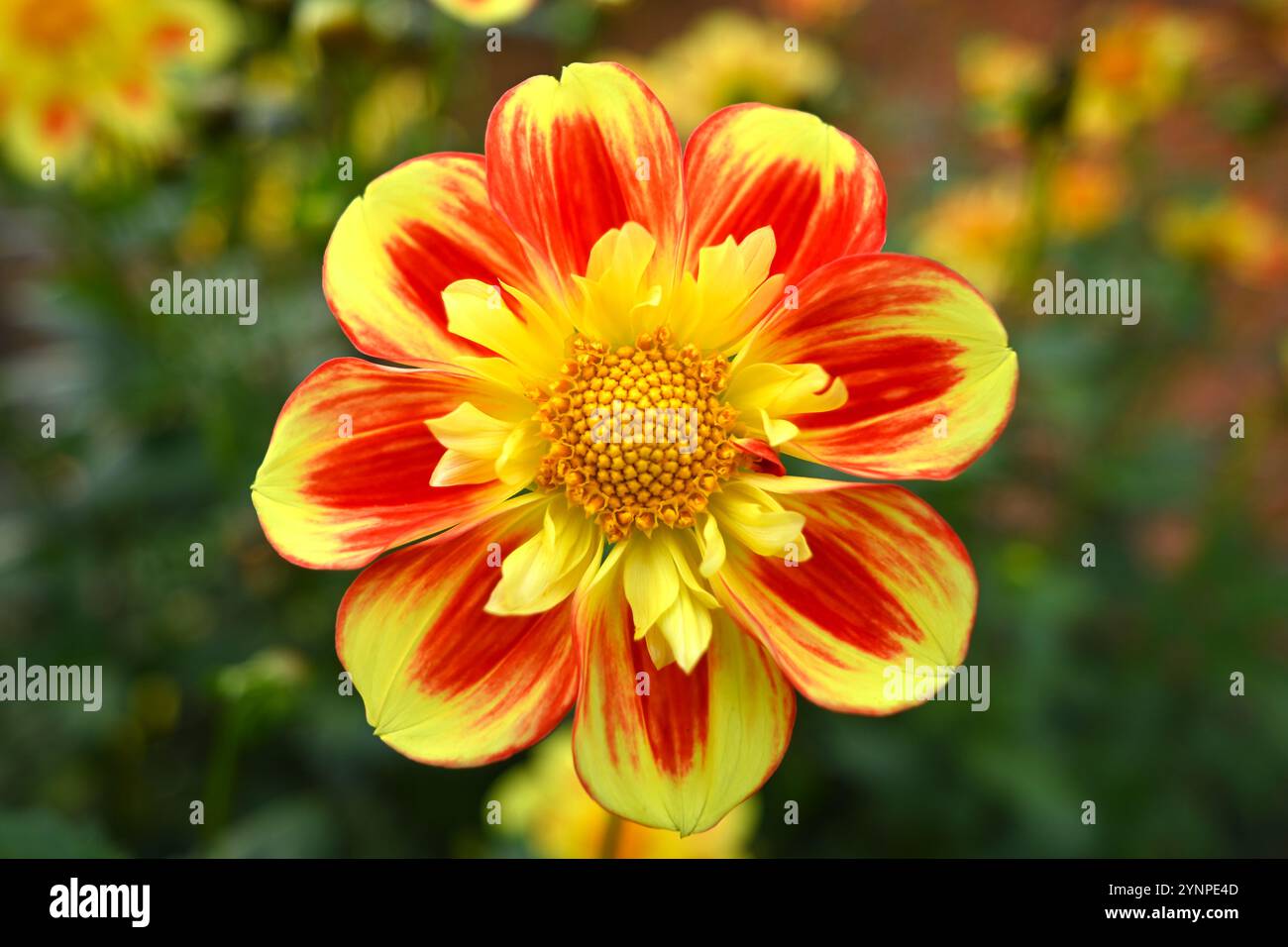 Read and yellow autumn flower of collarette dahlia Pooh UK garden ...