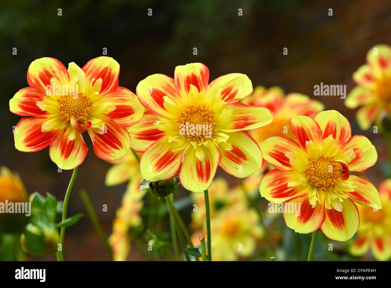 Red and yellow autumn flowers of collarette dahlia Pooh UK garden ...
