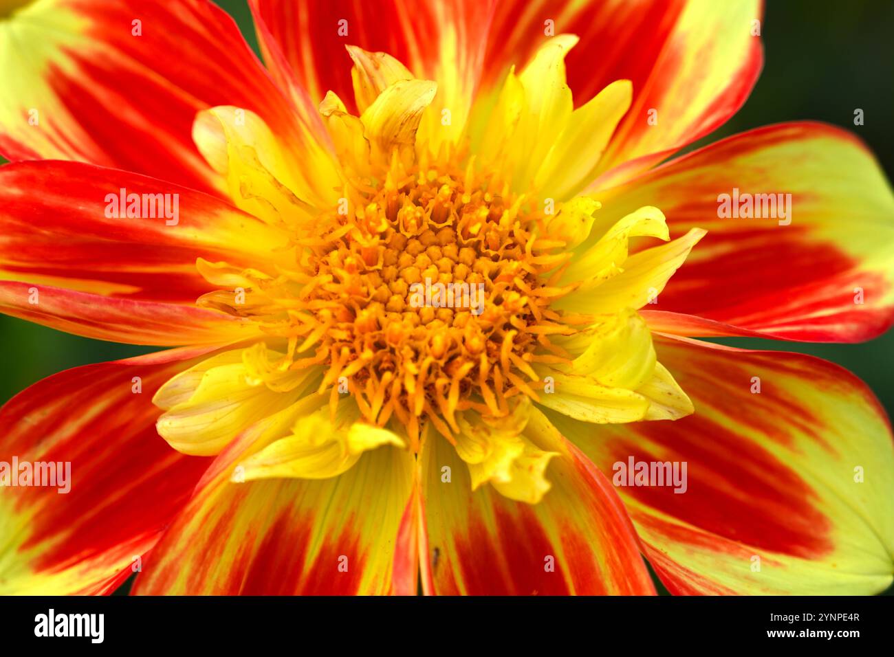 Red and yellow autumn flower of collarette dahlia Pooh UK garden ...