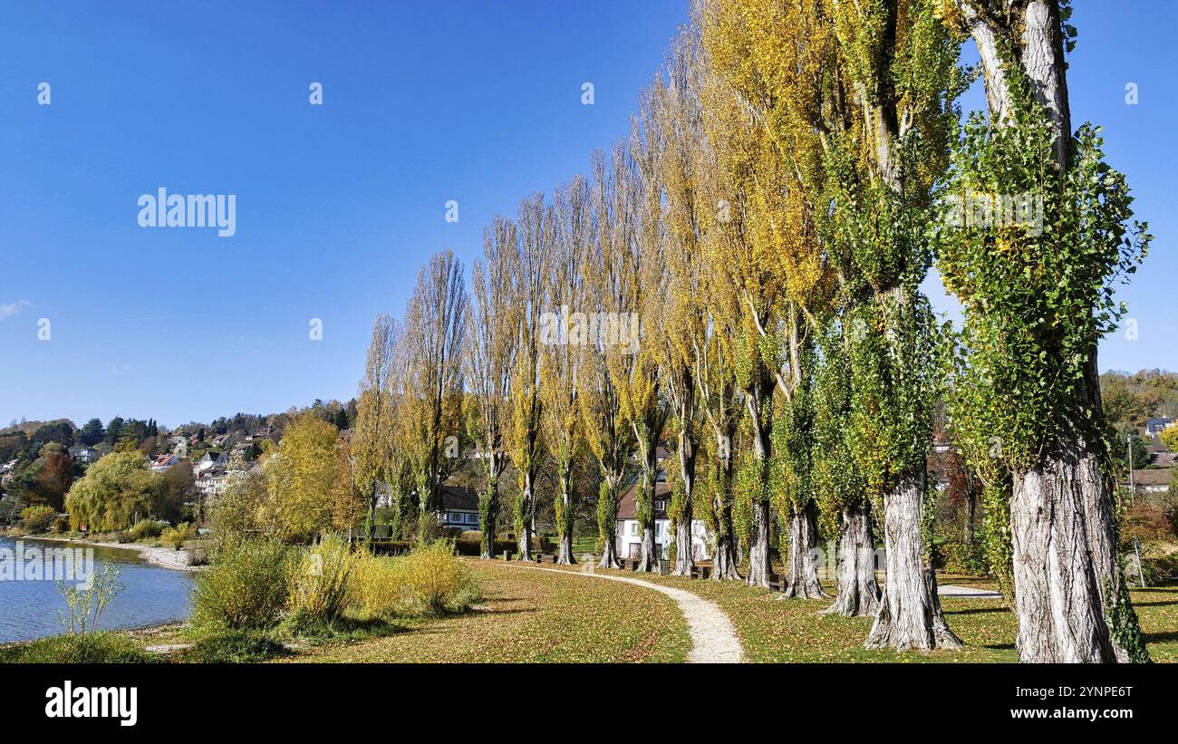 Hiking trail along an avenue of poplars and along the lakeshore in ...