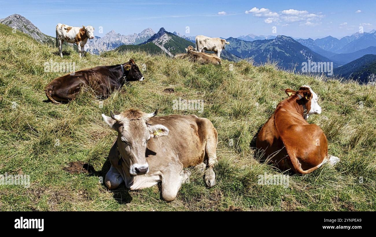 Cows on an alpine pasture in the Tannheimer Tal Stock Photo - Alamy