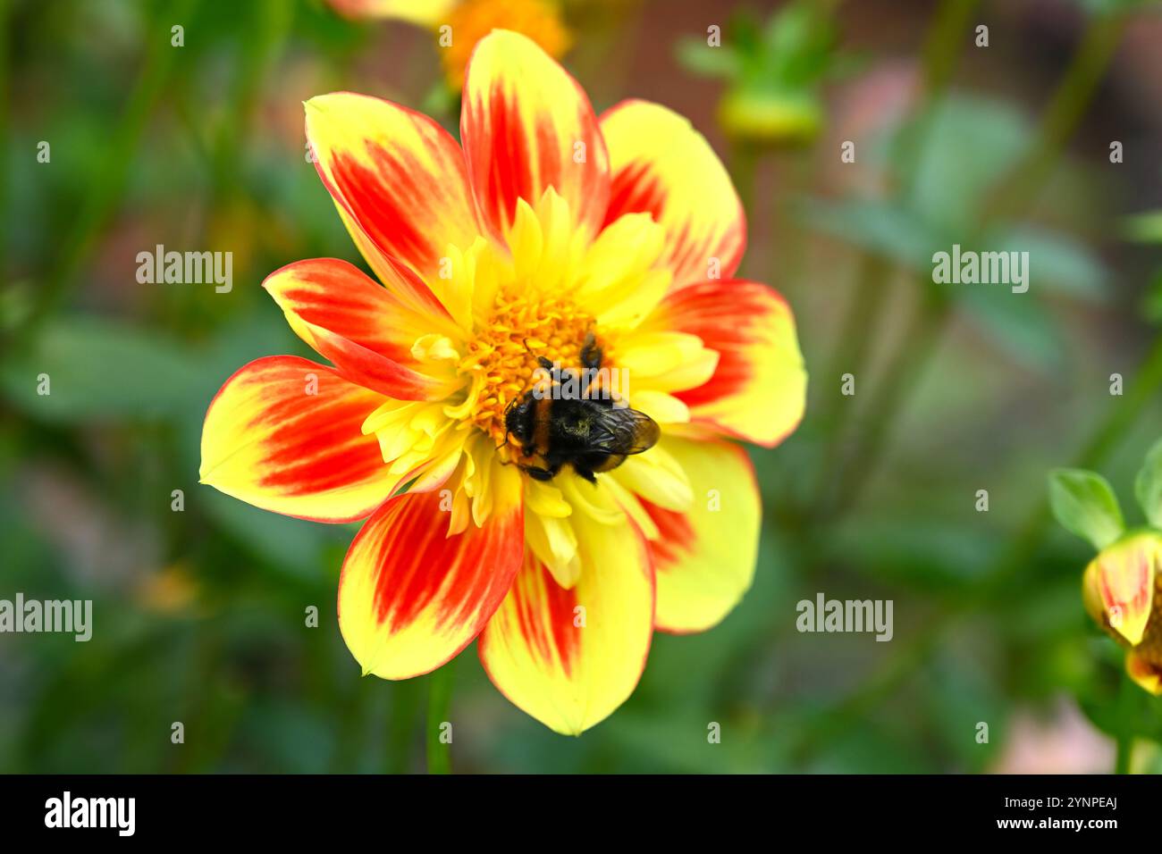 Read and yellow autumn flower of collarette dahlia Pooh UK garden ...